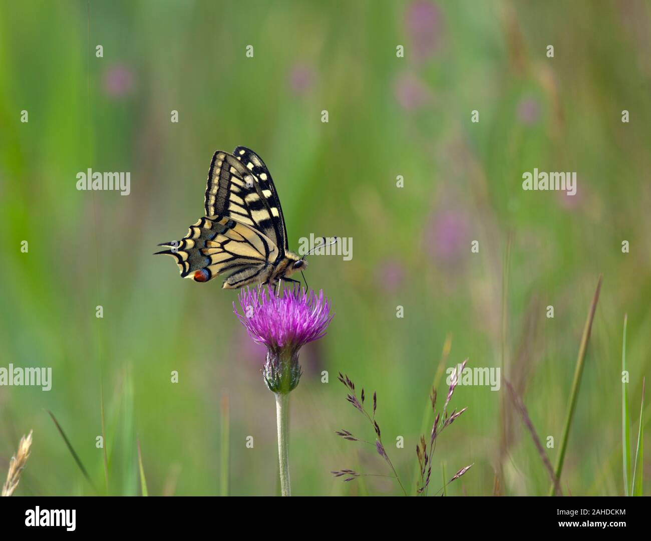 Swallowtail Butterfly Papilio machaon in Norfolk Broads National Park ...