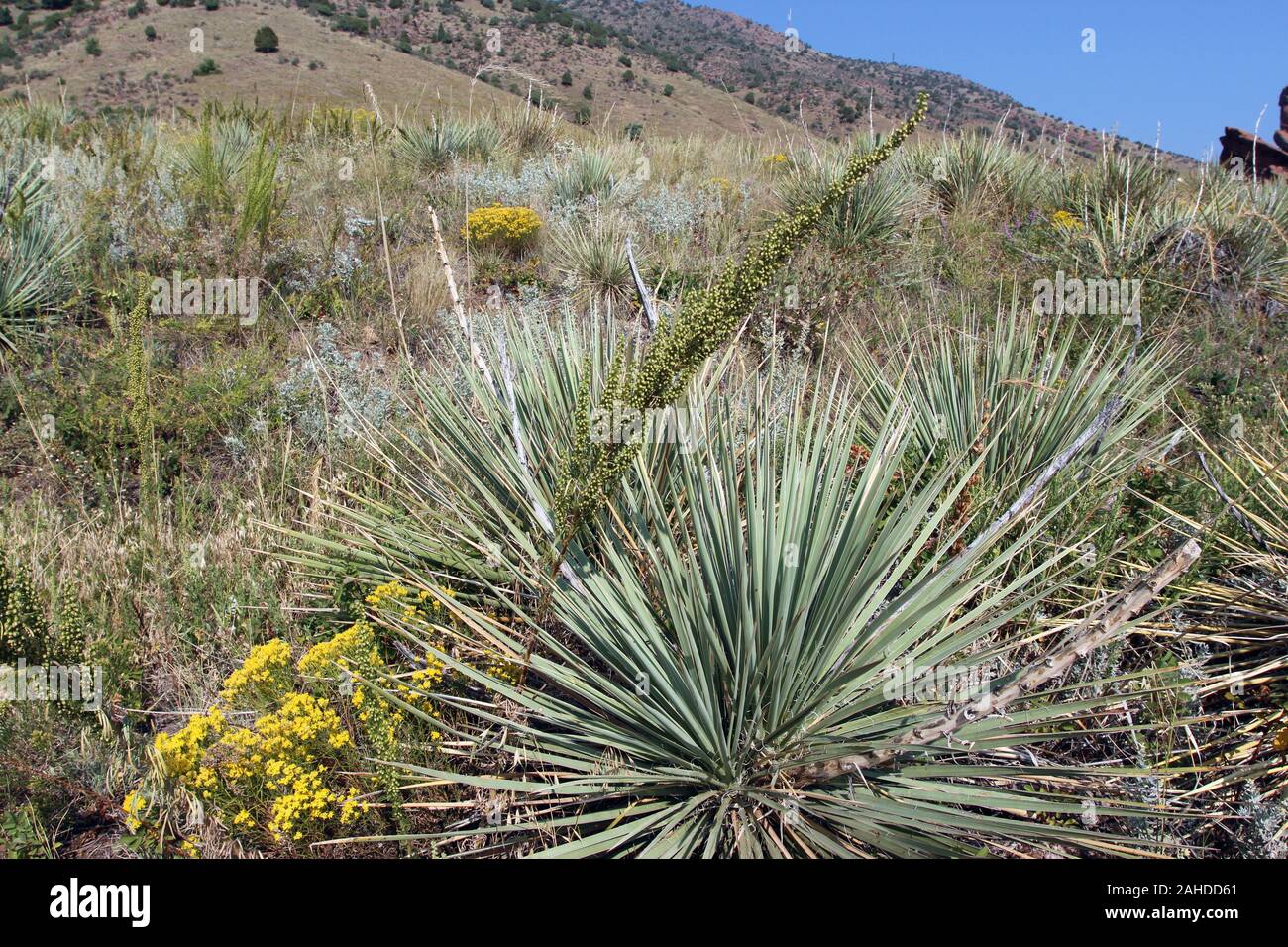 Wildflowers, yucca plants, and tall grasses growing along a ...