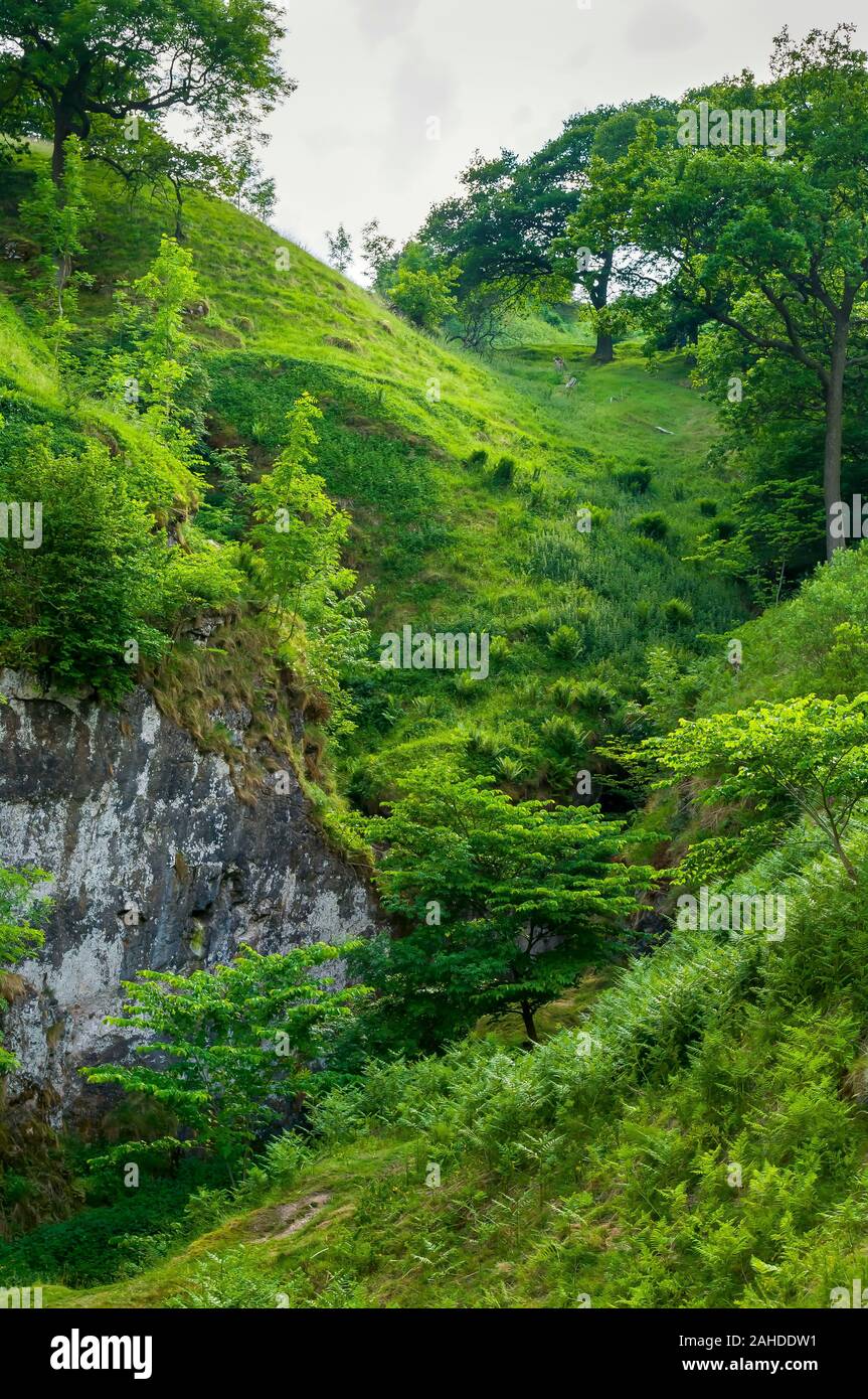 The overgrown gorge above the entrance to Odin Mine near Castleton ...