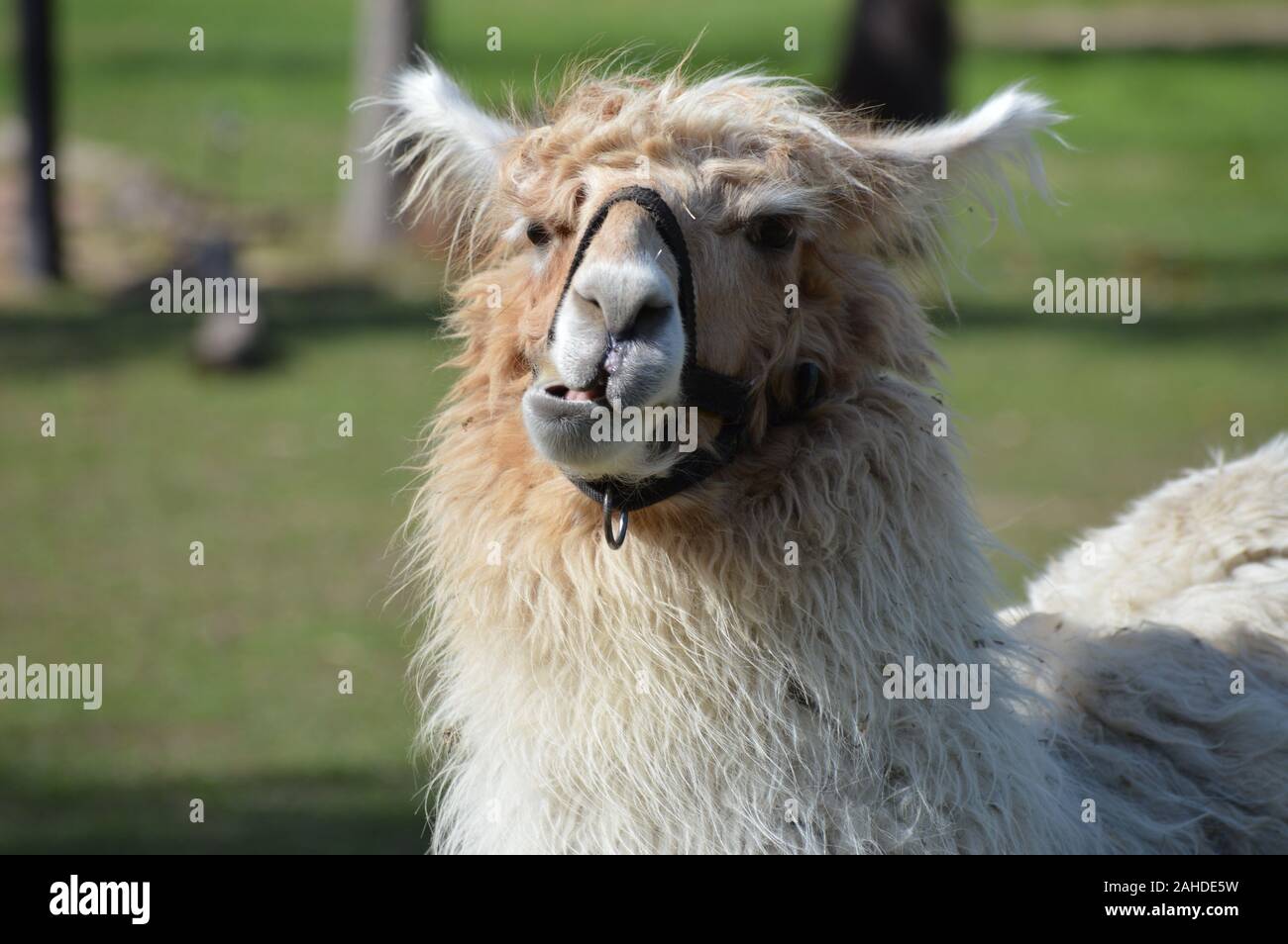 Llama in the pasture at the farm Stock Photo - Alamy