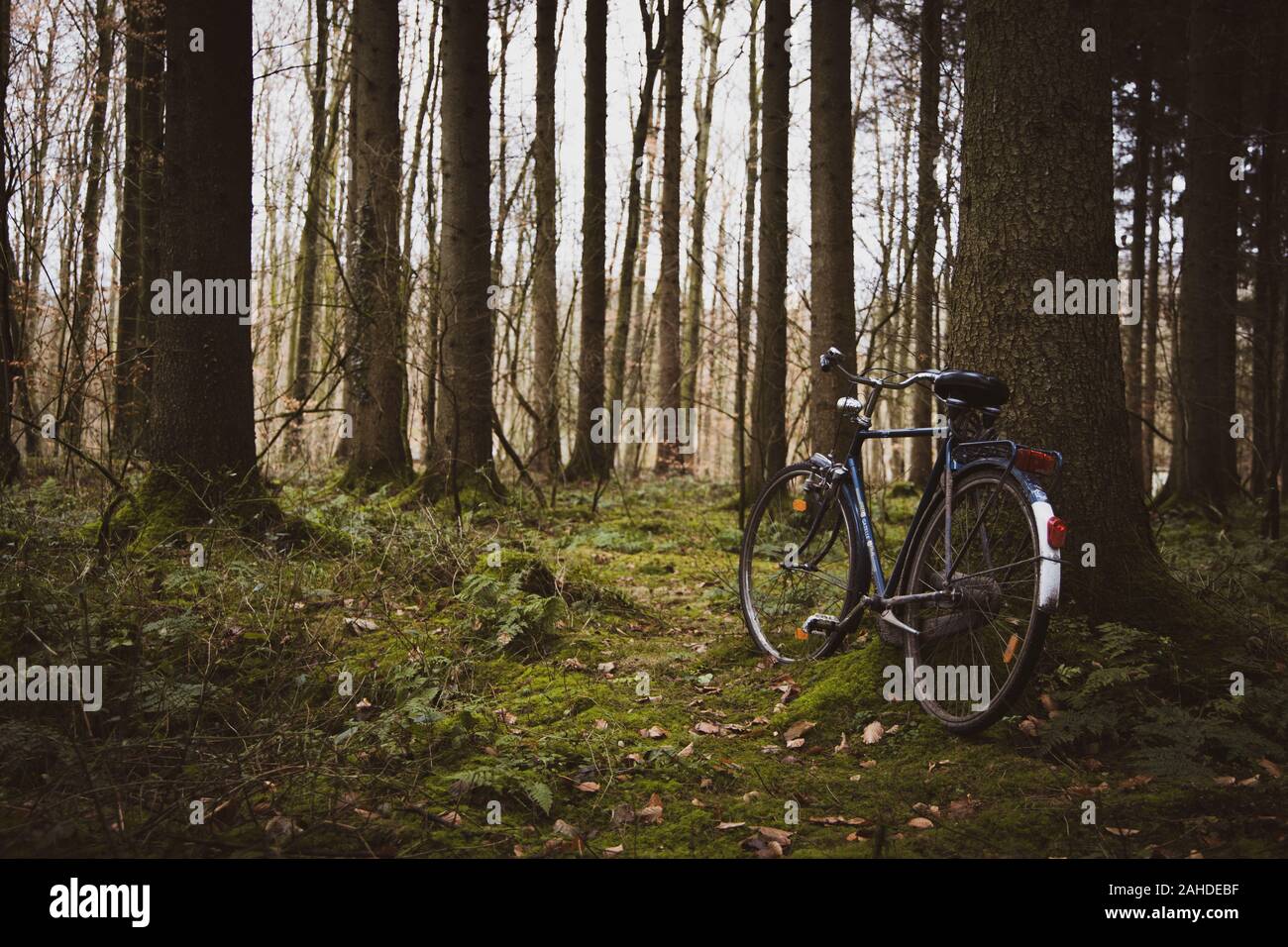 Old bike leaning against a tree down in the woods Stock Photo - Alamy