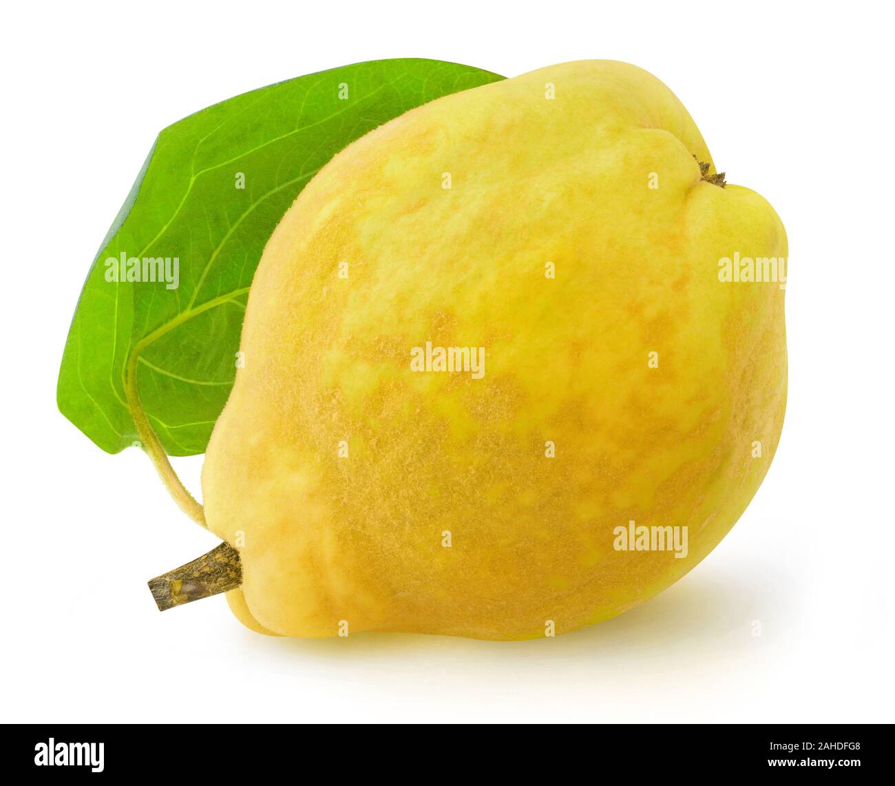 Isolated quince. One quince fruit with leaf isolated on white ...