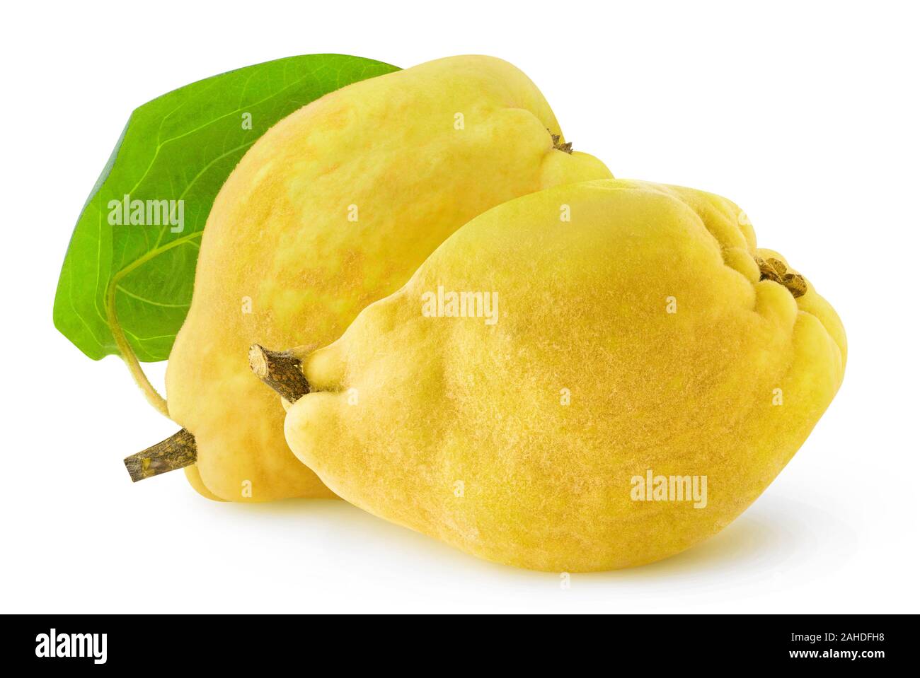 Isolated quinces. Two whole quince fruits isolated on white background ...
