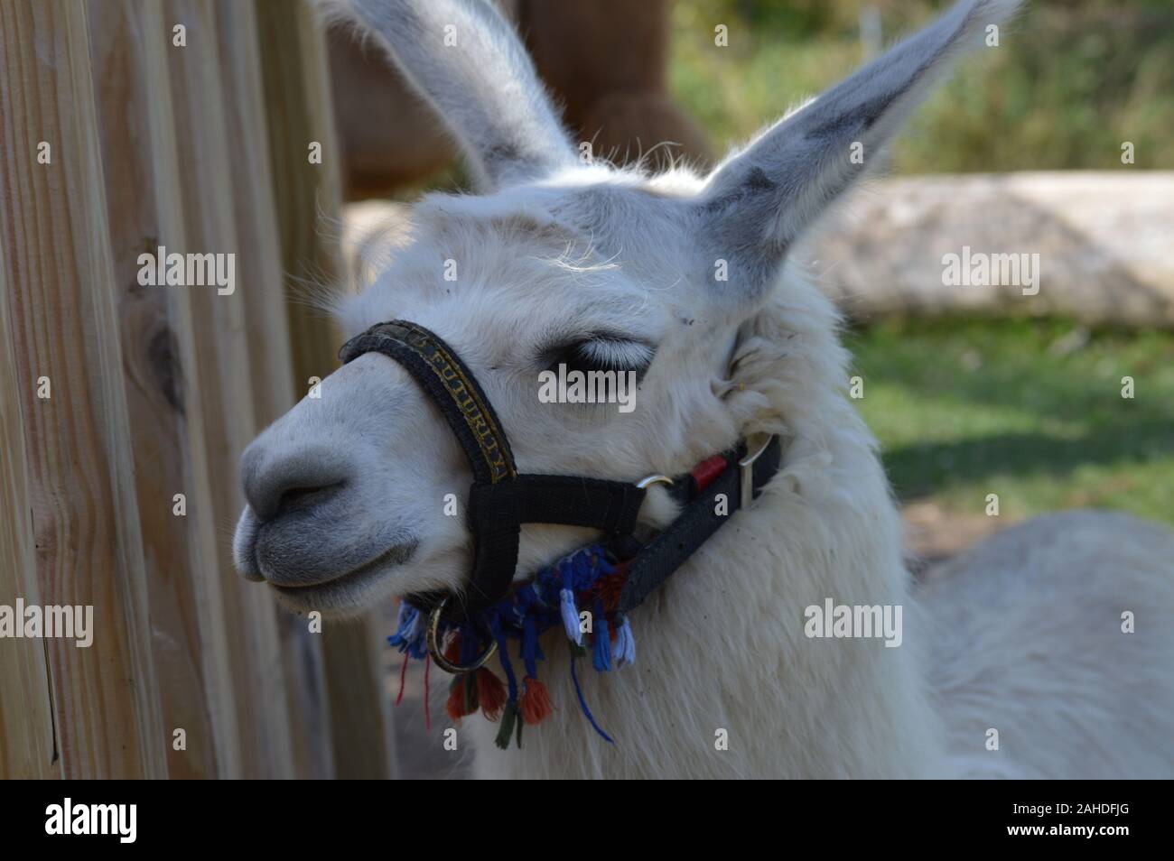 Llama in the pasture at the farm Stock Photo - Alamy
