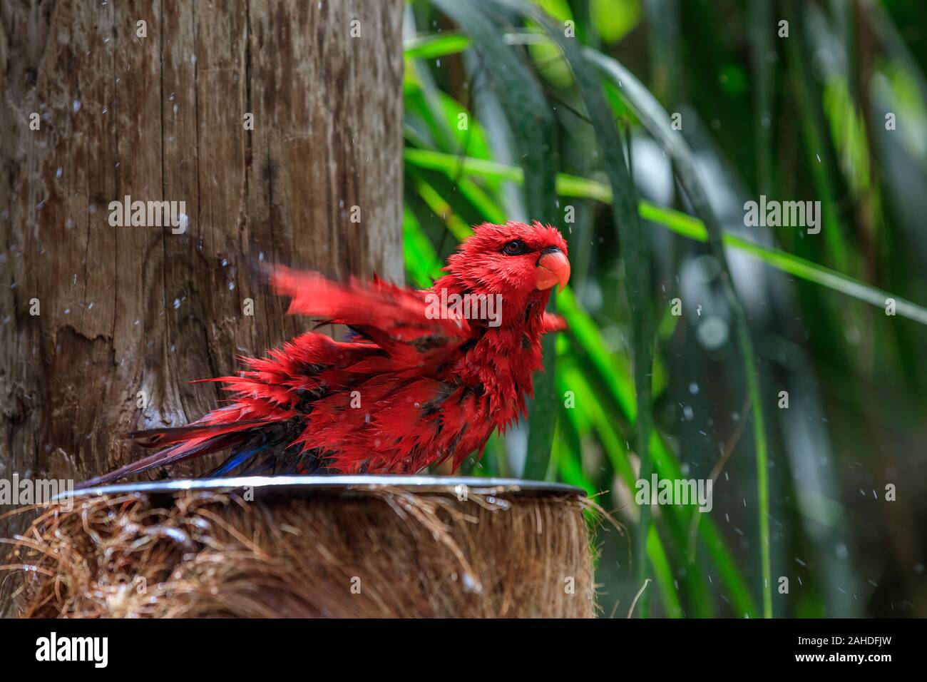 colorful parrot in Loro Park in Tenerife Canary islands. Spain Stock ...