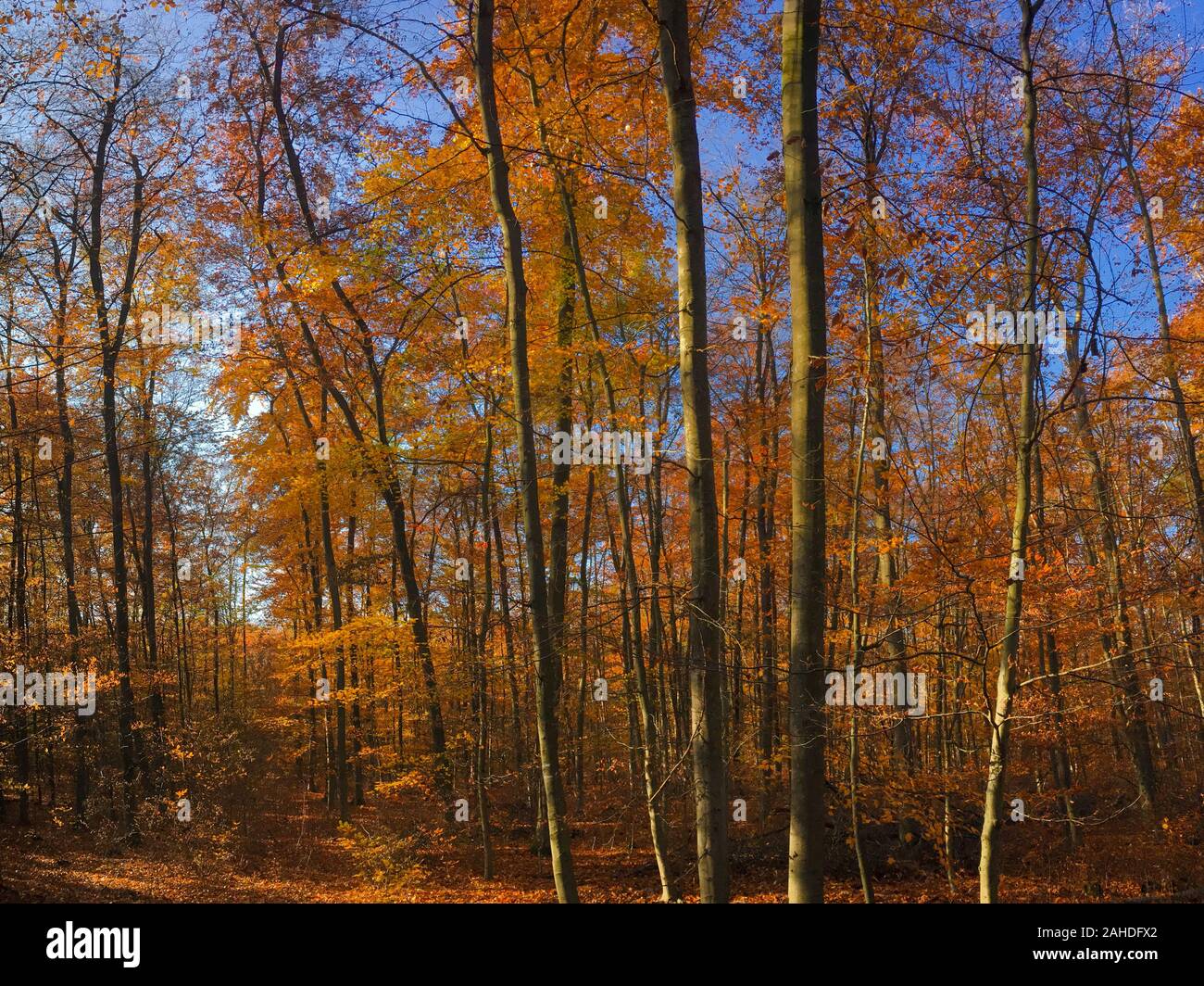 Autumn forest scenery with ground of fall leaves and warm light ...