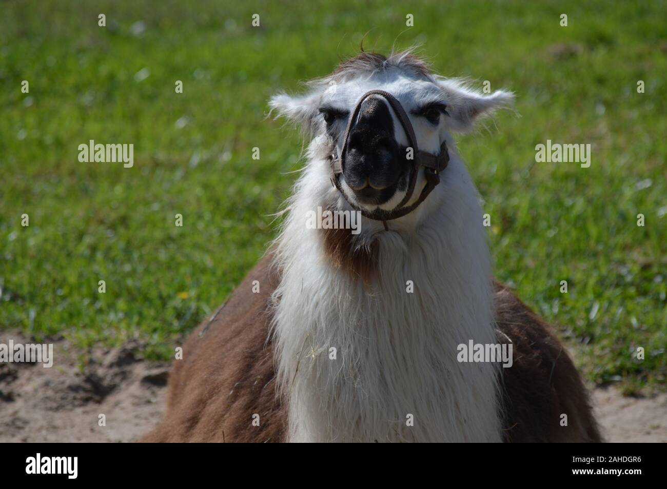 Llama in the pasture at the farm Stock Photo - Alamy