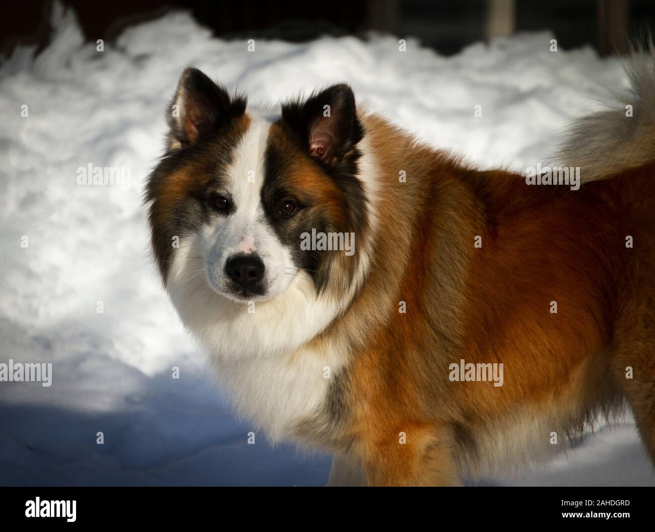 Sheepdog winter hi-res stock photography and images - Alamy