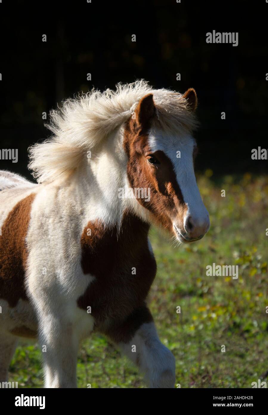 Pinto colt hi-res stock photography and images - Alamy