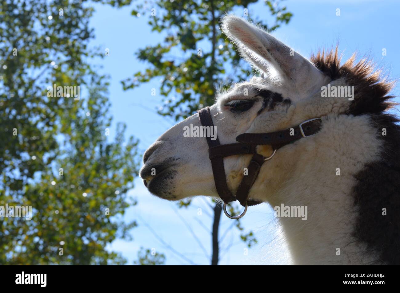 Llama face close up hi-res stock photography and images - Alamy