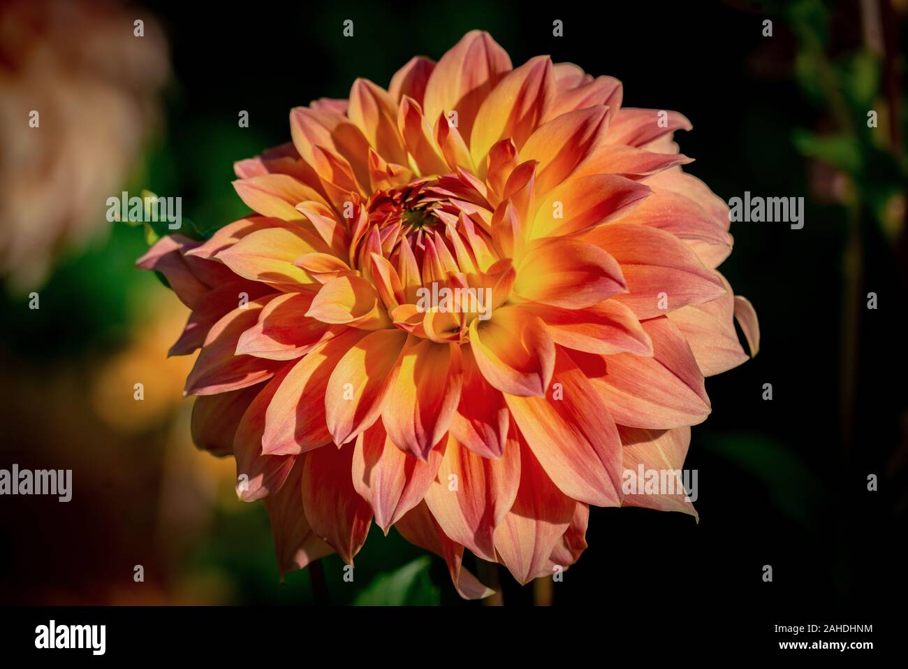 Red decorative dahlia close up hi-res stock photography and images - Alamy
