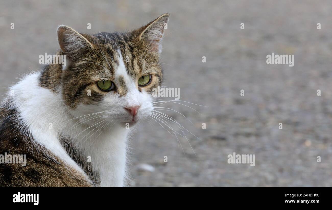 Larry the cat at downing street hi-res stock photography and images - Alamy