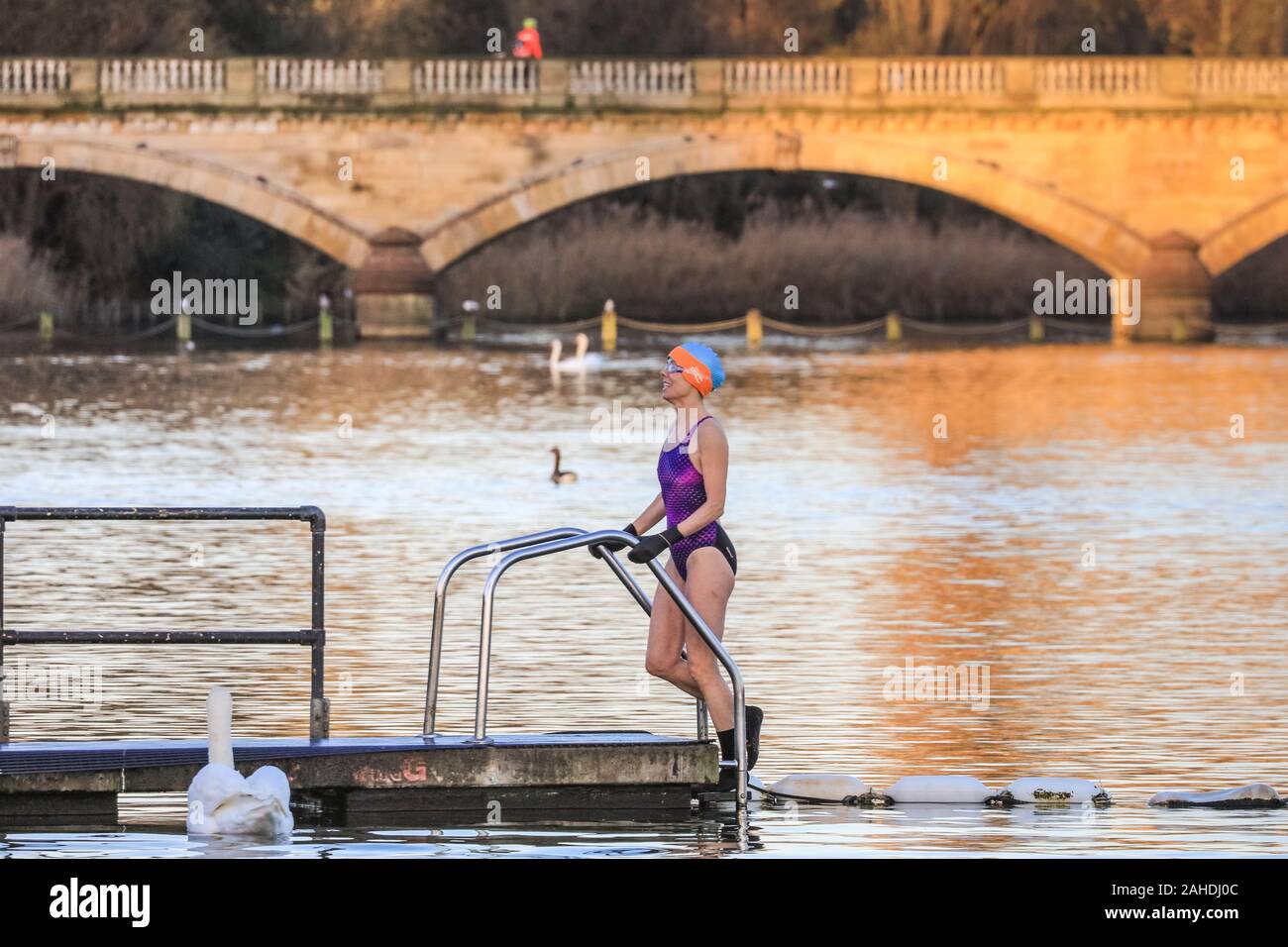 A Christmas Day swimmer enters the cold open water, watched by a swan ...