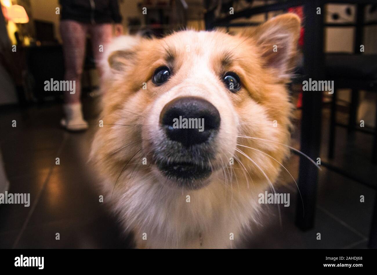 cute and funny-looking dog red face Stock Photo - Alamy