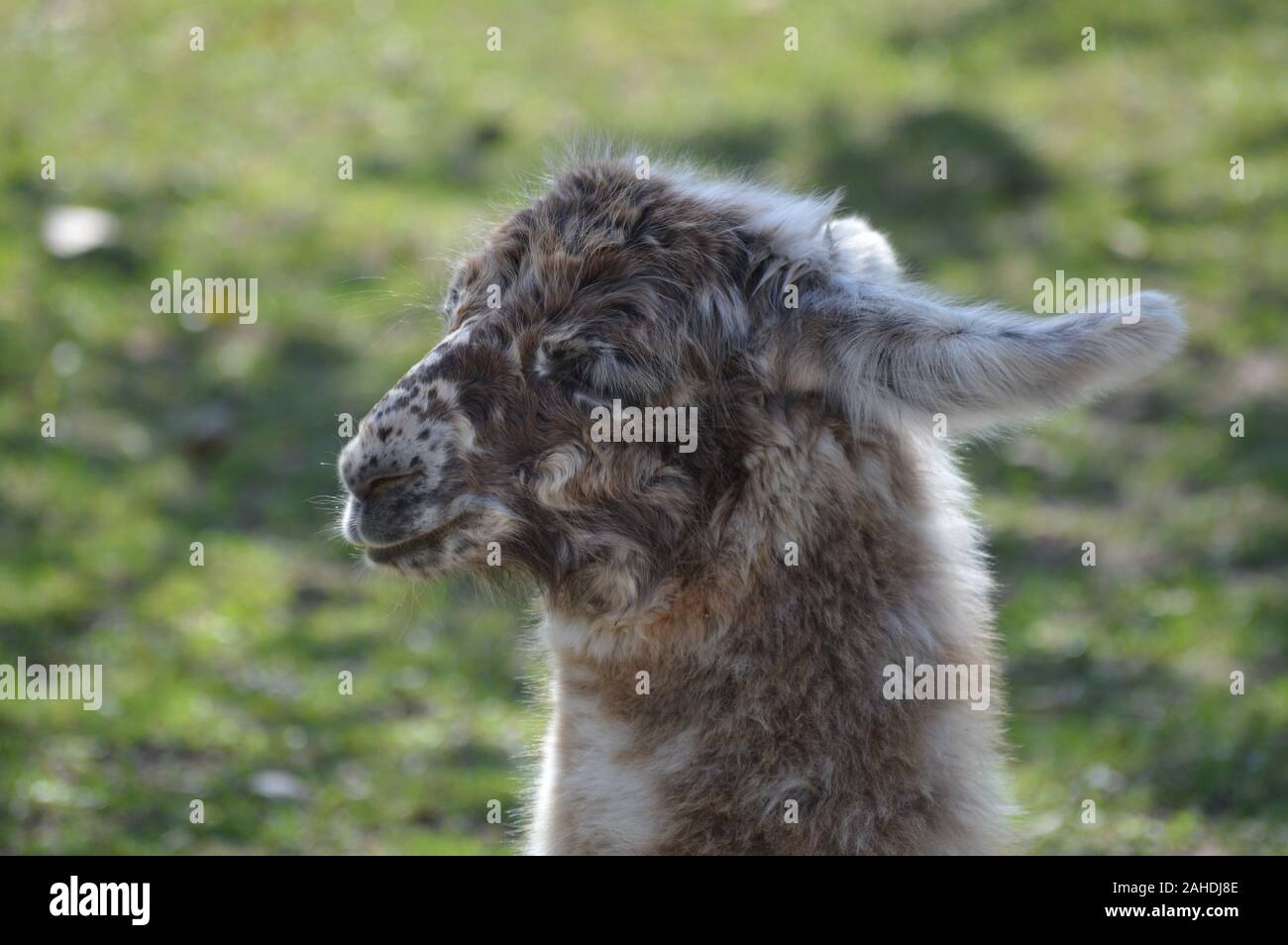 Llama face close up hi-res stock photography and images - Alamy