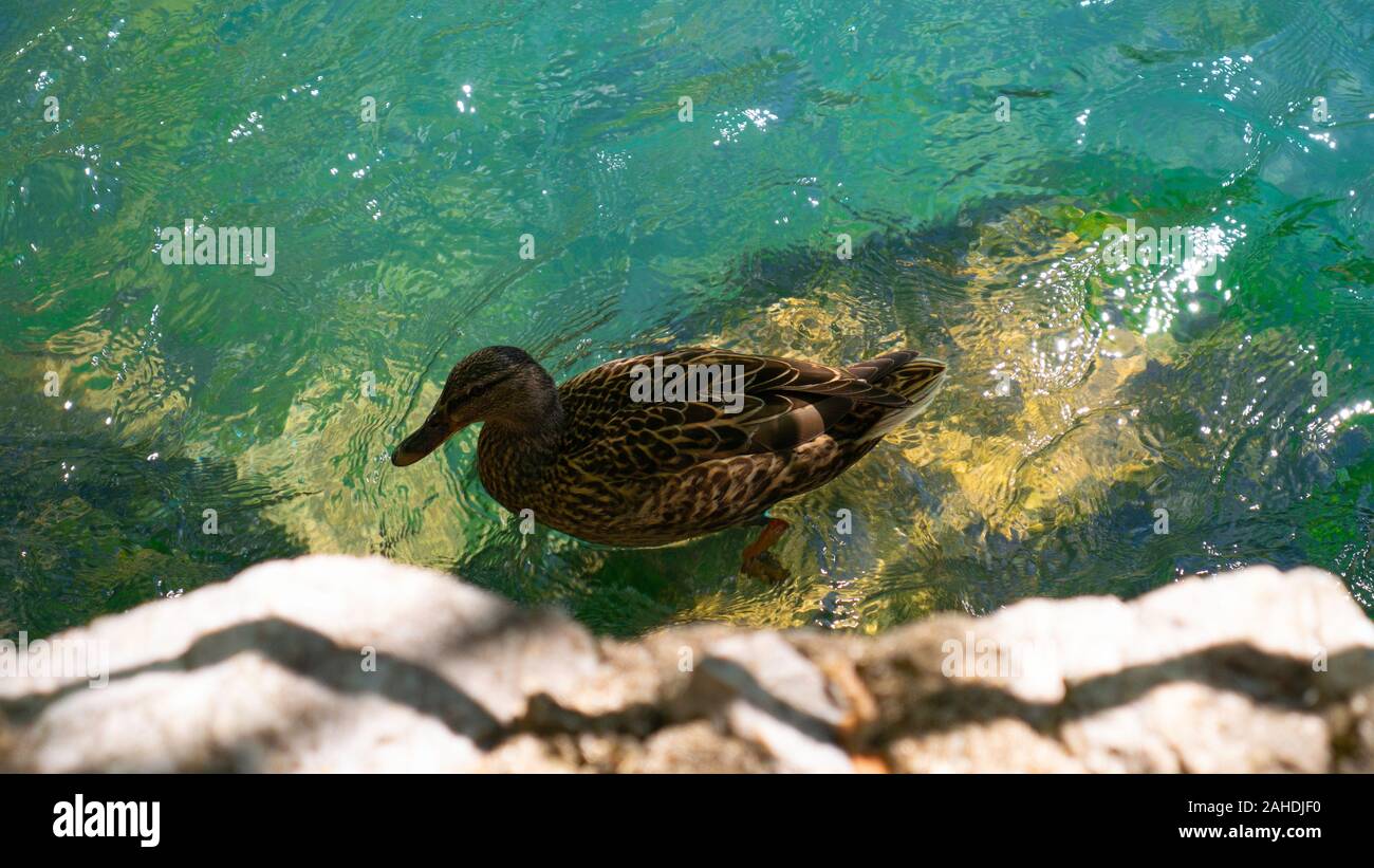Wild female duck swimming in the blue water Stock Photo - Alamy