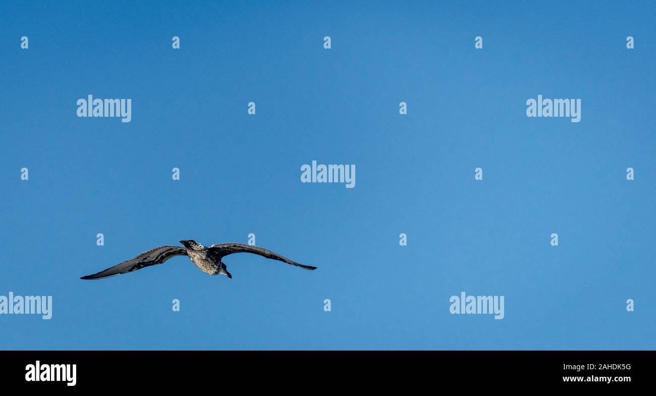 Flying seagull bird blue sky hi-res stock photography and images - Alamy