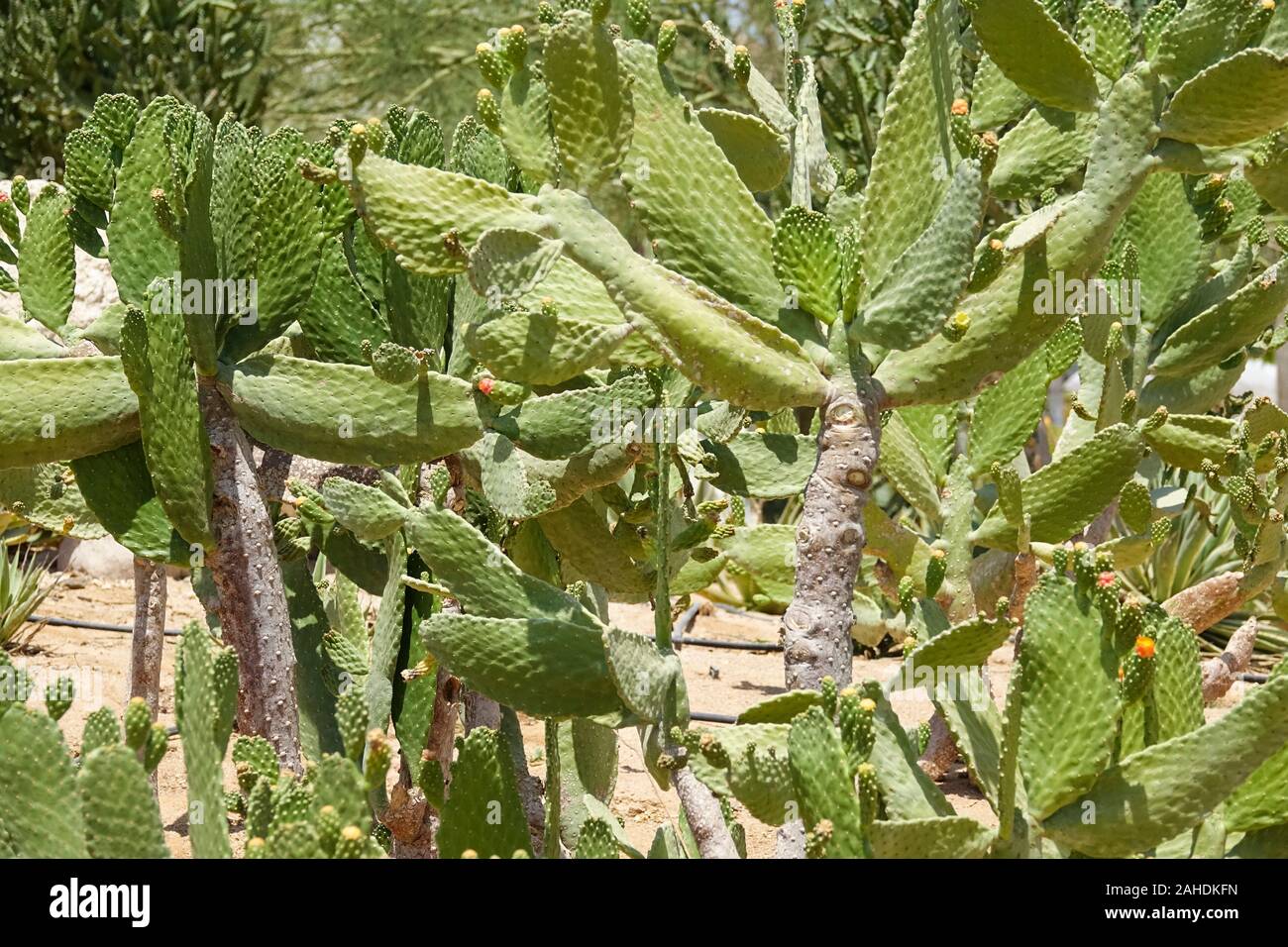 Close up view drip irrigation hi-res stock photography and images - Alamy