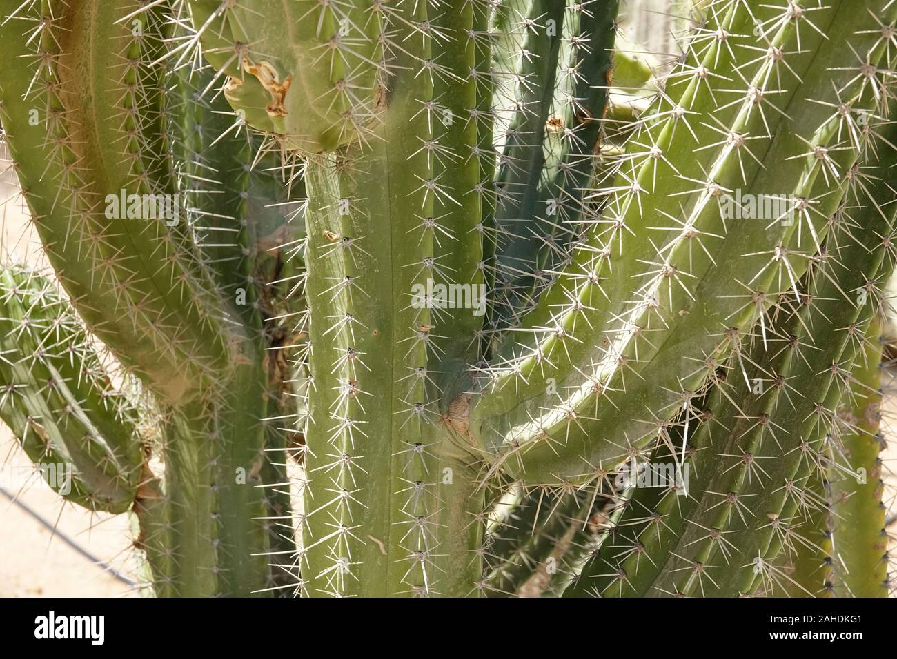 Cultivation of cacti in the home. Landscape of cacti. Field of cacti ...