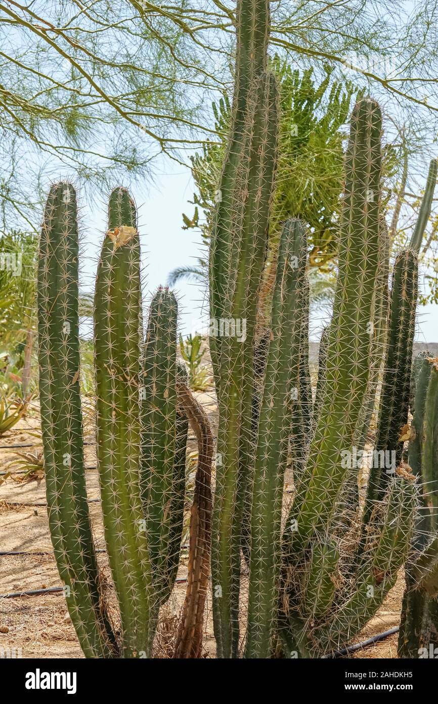 Drip irrigation closeup hi-res stock photography and images - Alamy