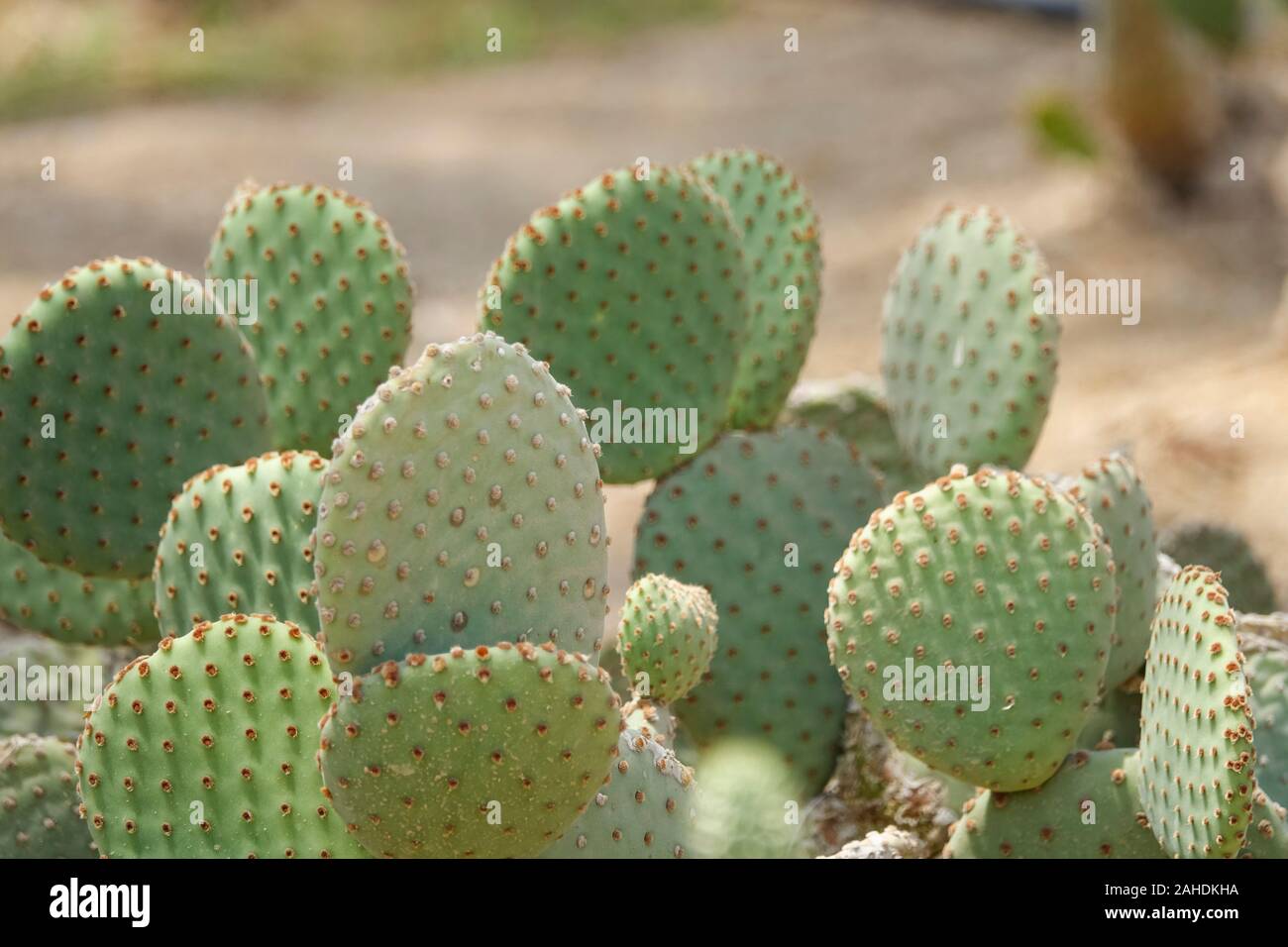 Cultivation of cacti in the home. Landscape of cacti. Field of cacti ...