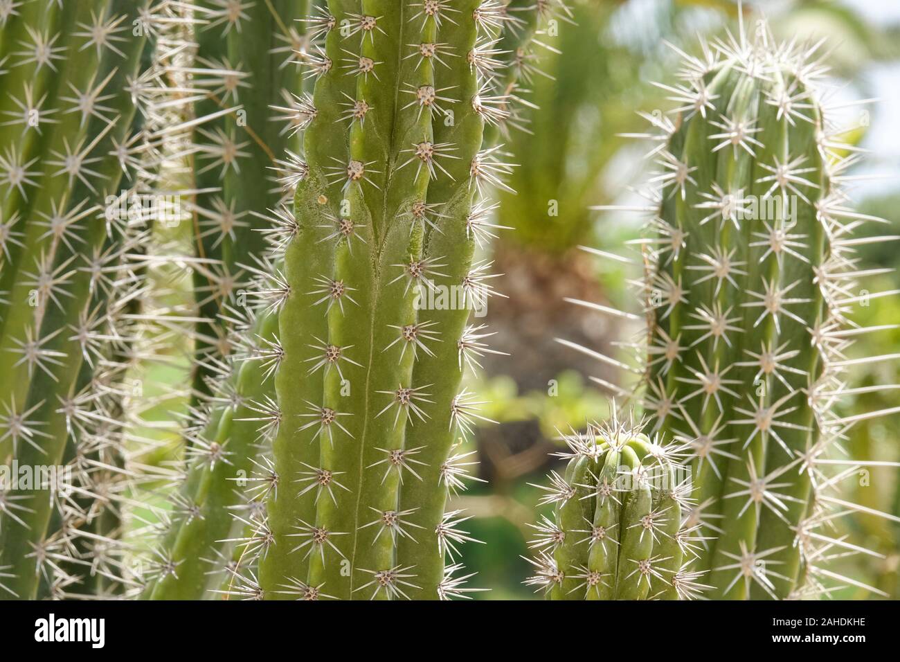 Cultivation of cacti in the home. Landscape of cacti. Field of cacti ...
