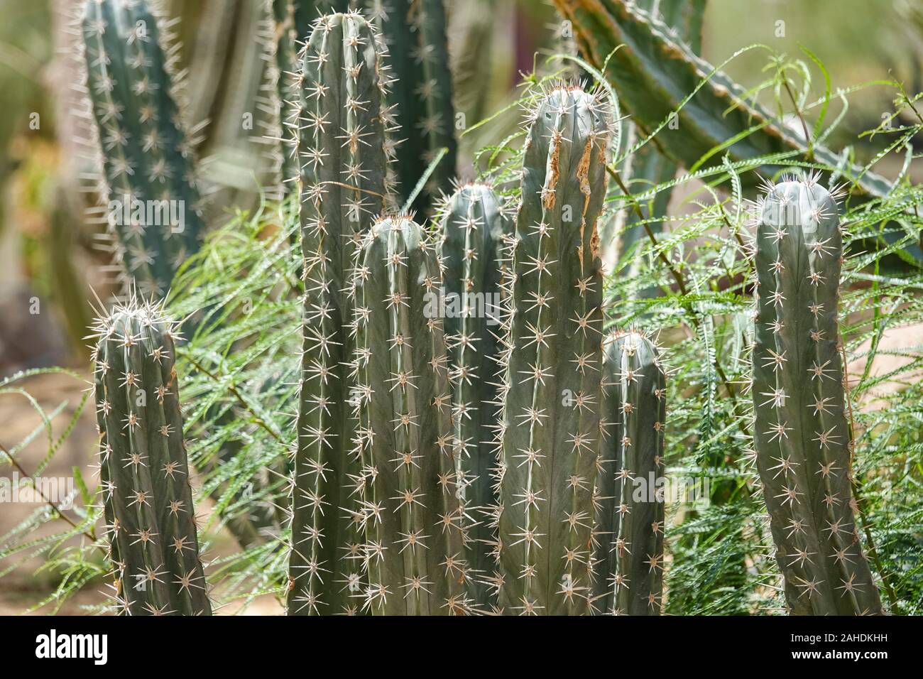 Cultivation of cacti in the home. Landscape of cacti. Field of cacti ...