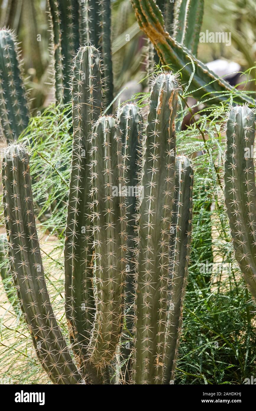Cultivation of cacti in the home. Landscape of cacti. Field of cacti ...