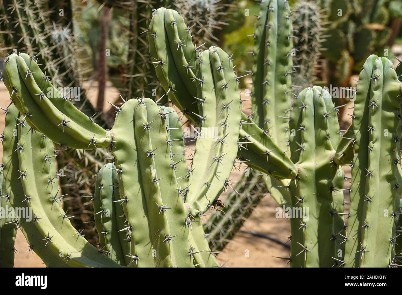 Cultivation of cacti in the home. Landscape of cacti. Field of cacti ...