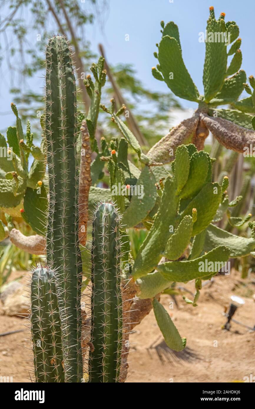 Cultivation of cacti in the home. Landscape of cacti. Field of cacti ...