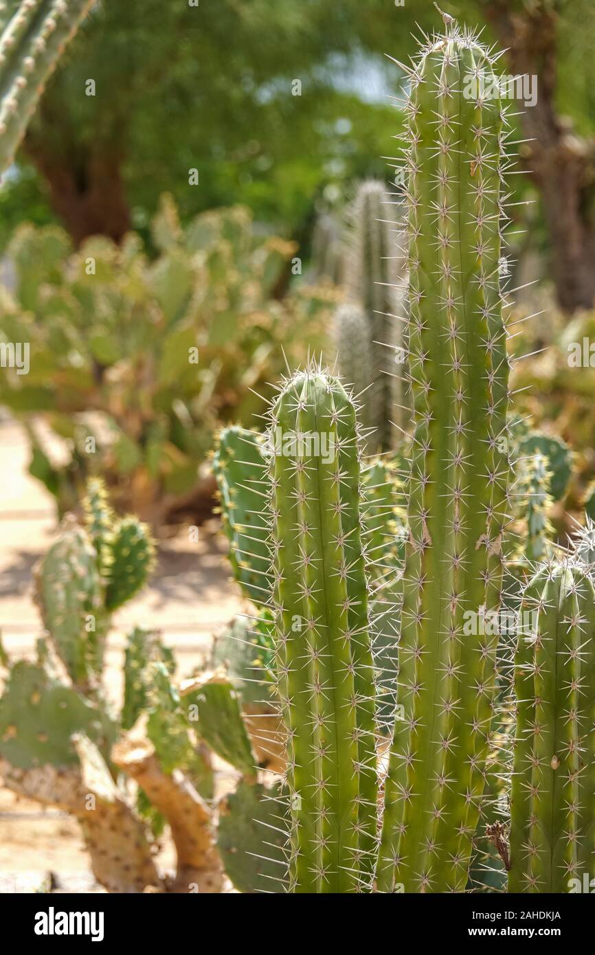 Cultivation of cacti in the home. Landscape of cacti. Field of cacti ...
