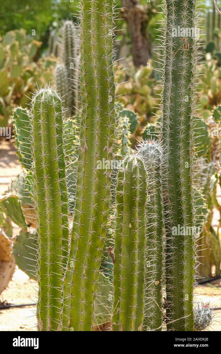 Cultivation of cacti in the home. Landscape of cacti. Field of cacti ...