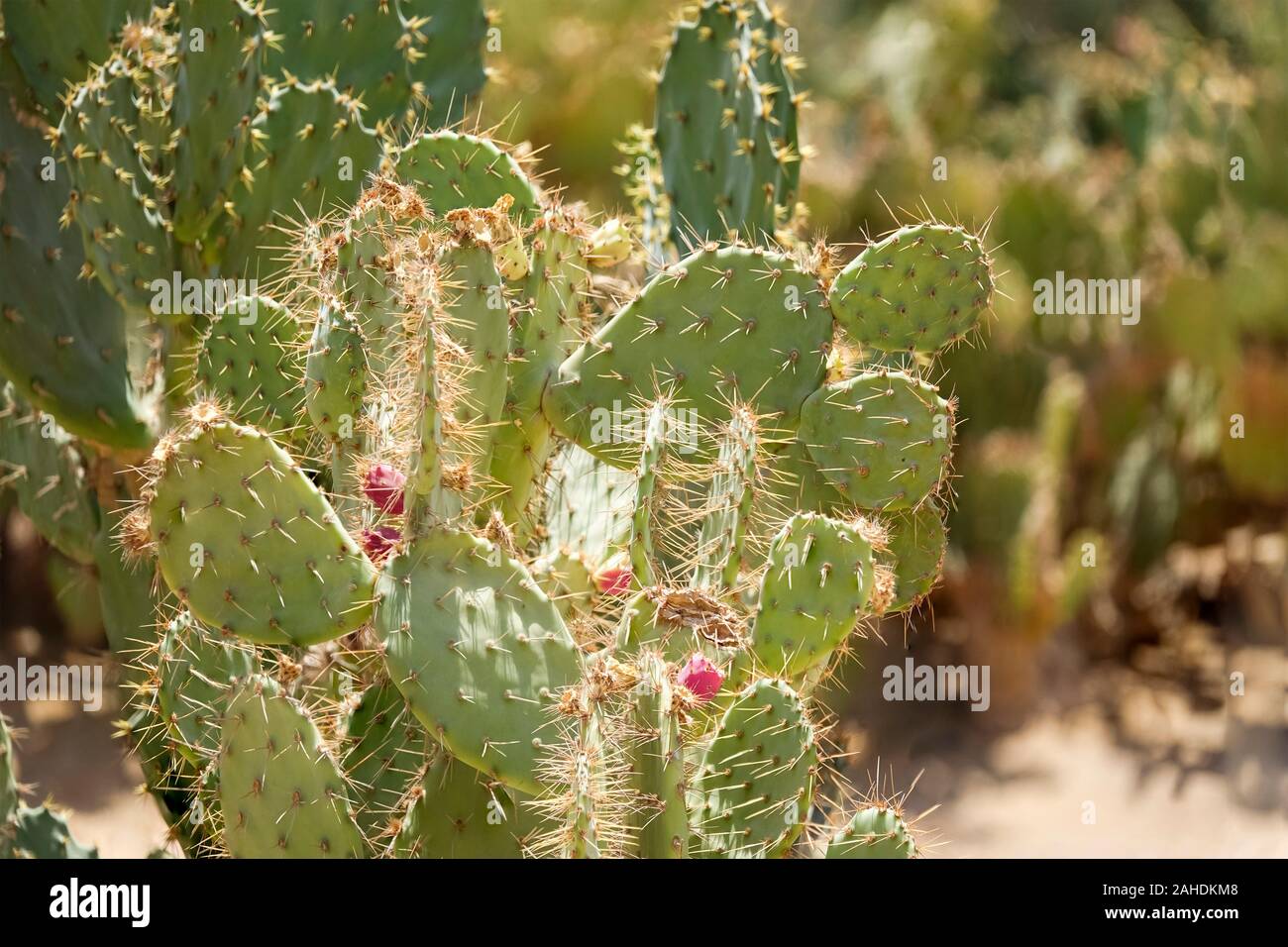 Cultivation of cacti in the home. Landscape of cacti. Field of cacti ...