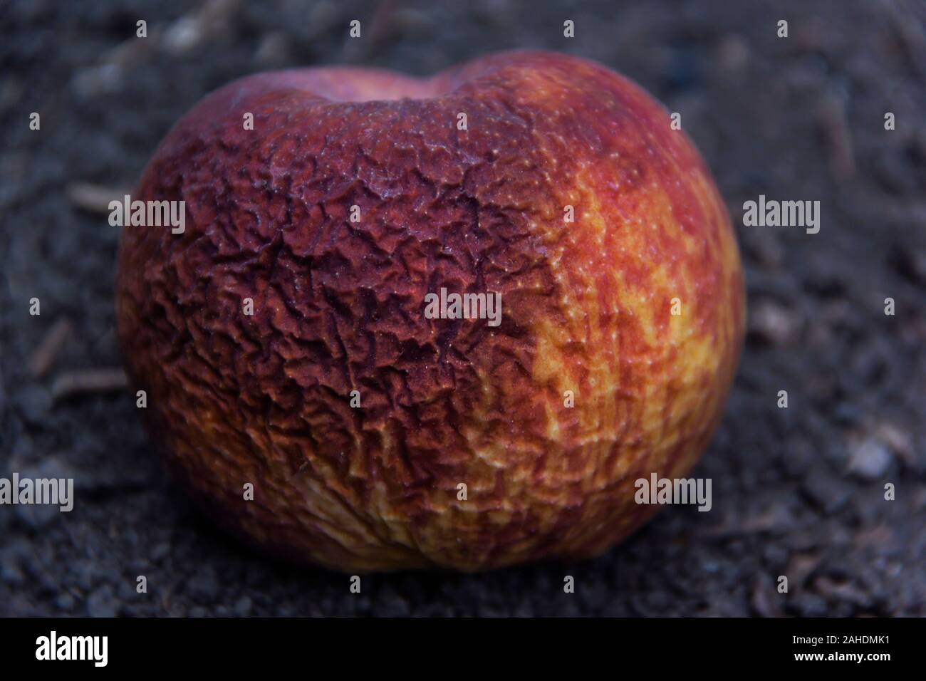 Old apple tree from hi-res stock photography and images - Alamy