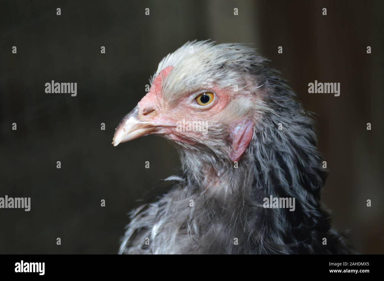 Chicken profile hi-res stock photography and images - Alamy