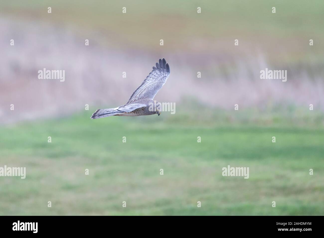 American harrier hi-res stock photography and images - Alamy