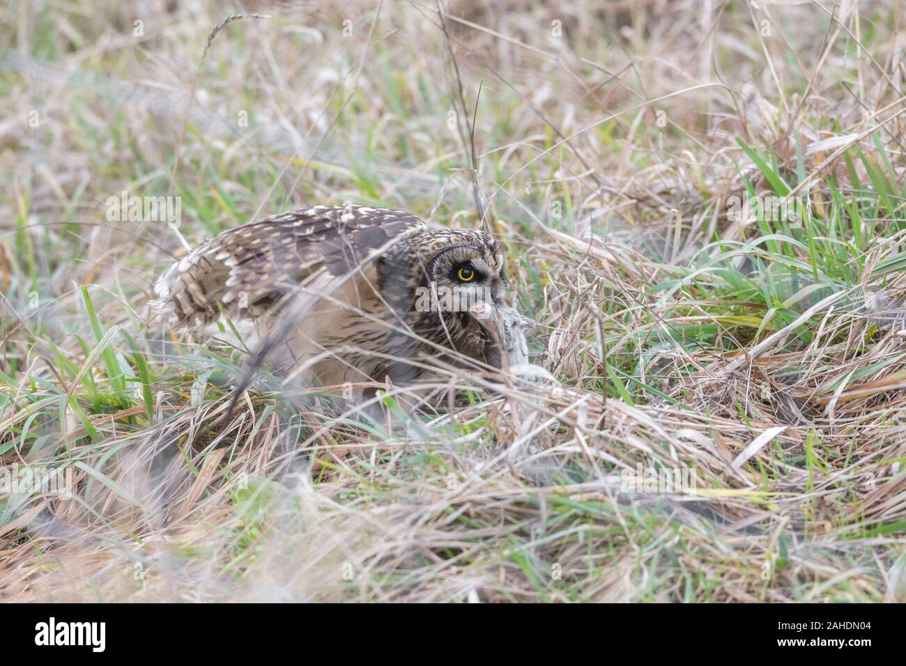 Short eared owl hunting mouse at Delta BC Canada Stock Photo - Alamy