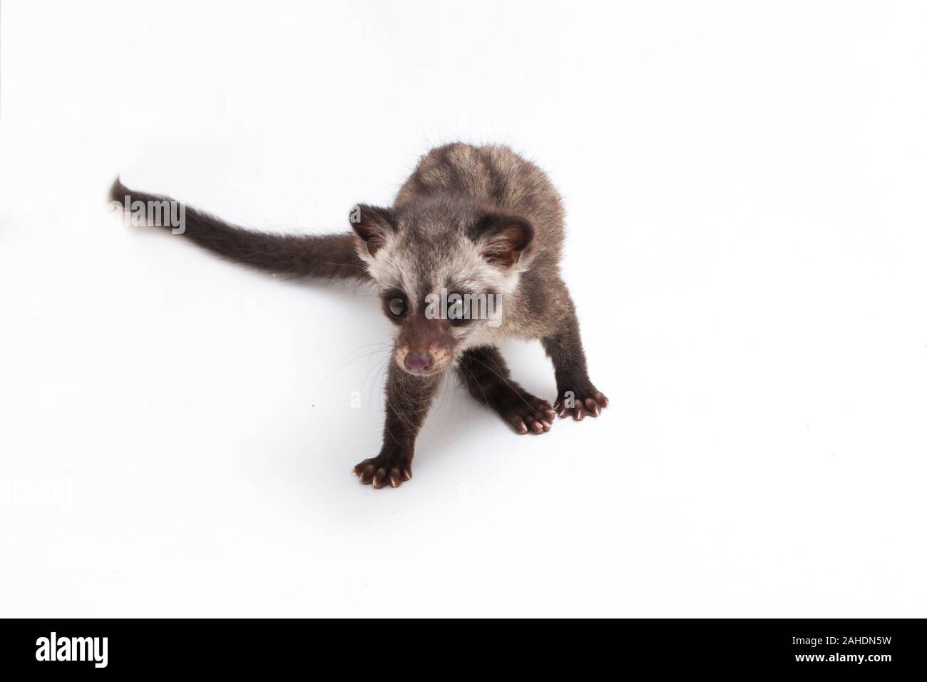 Asian Palm Civet Baby