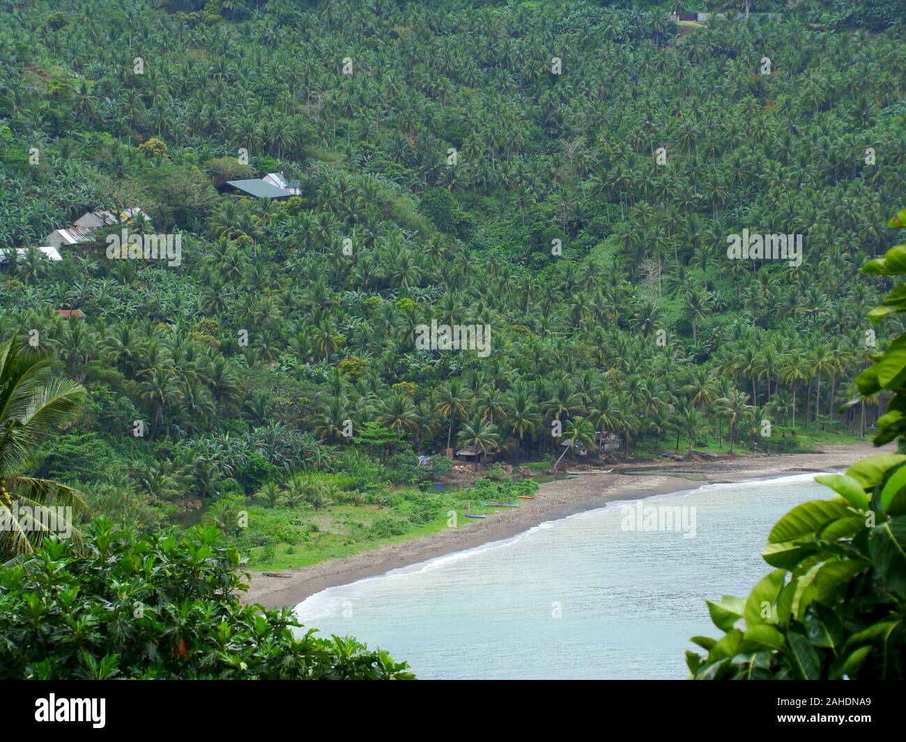 Lush lowland tropical forest in the coast of Bicol province, south ...