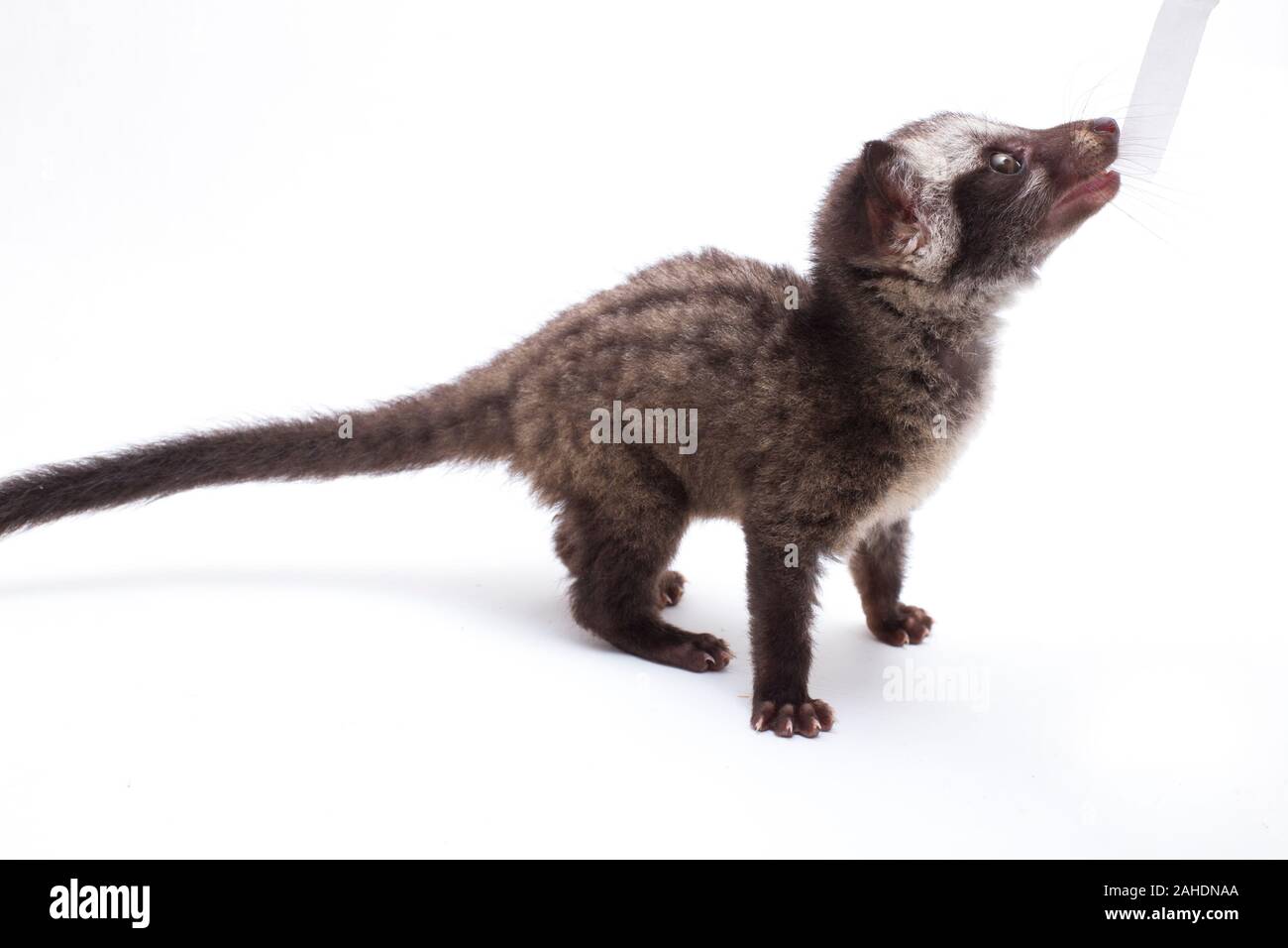 The Baby Asian palm civet or luwak (Paradoxurus hermaphroditus) is a ...