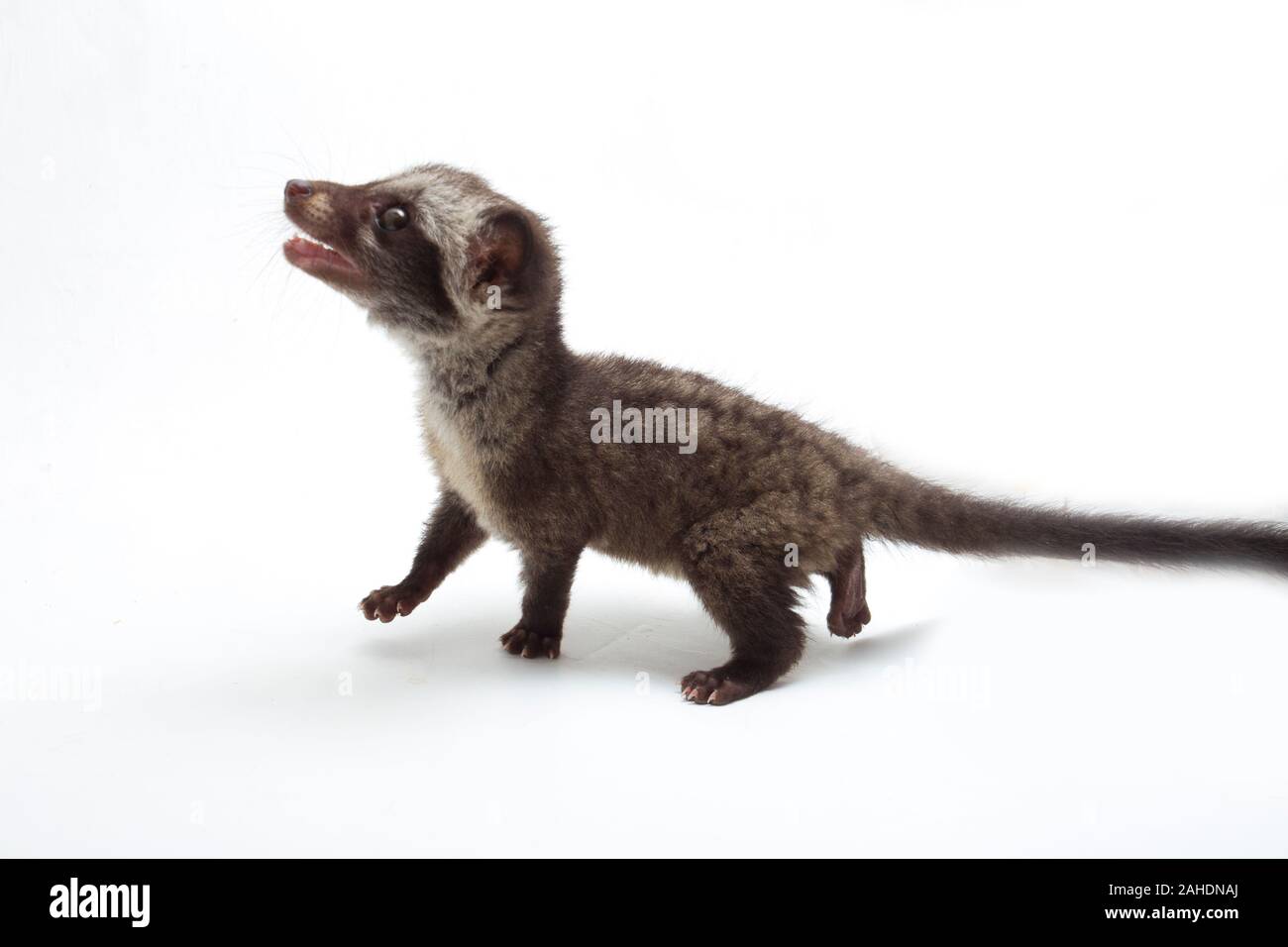 Asian Palm Civet Baby