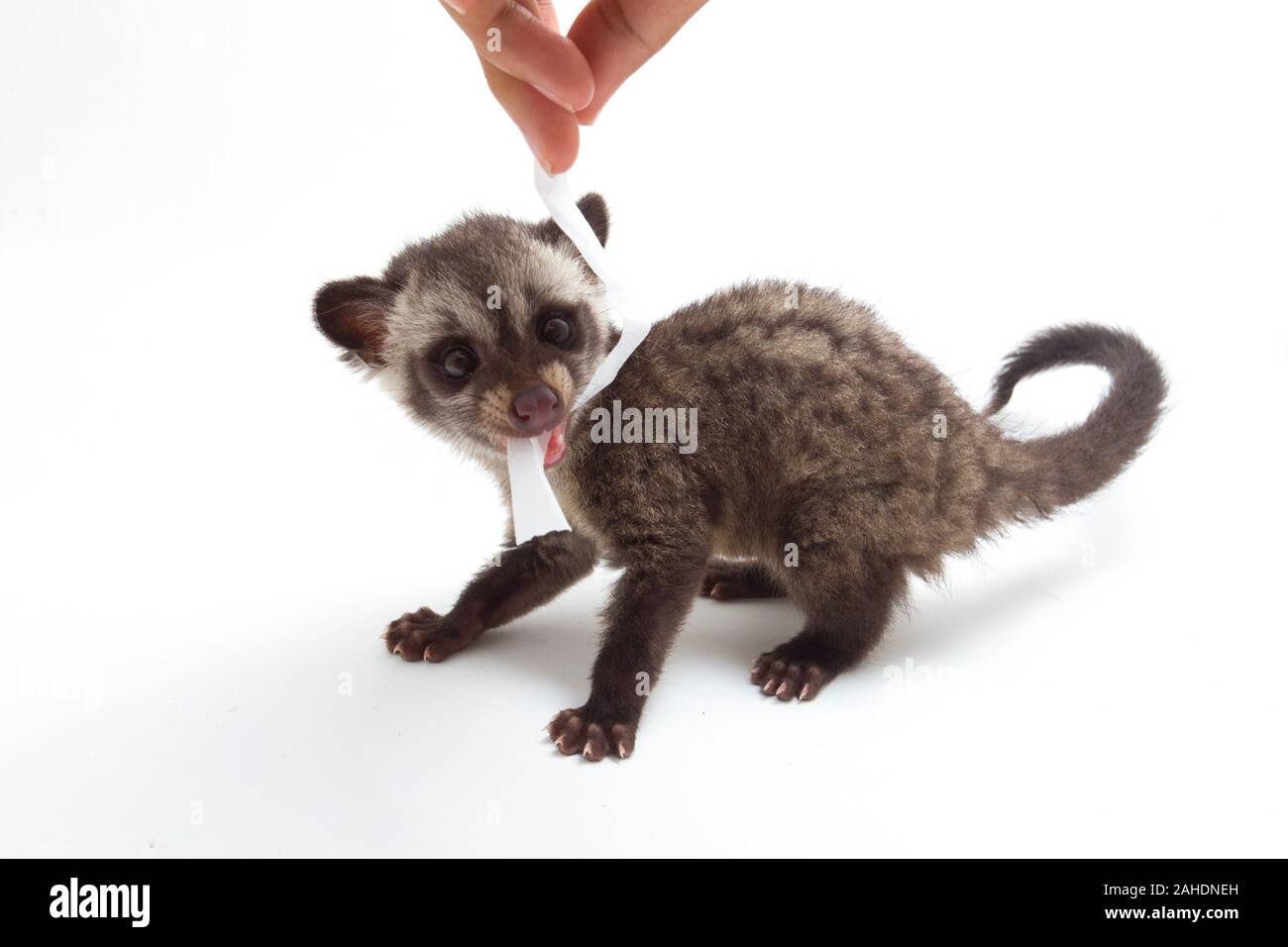Asian Palm Civet Baby