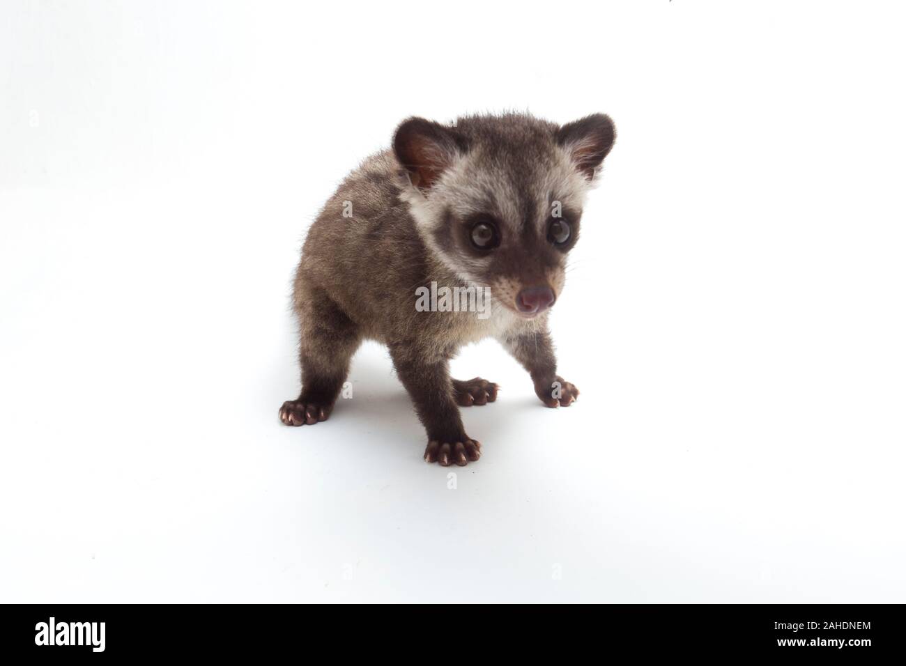 Common Palm Civet Baby