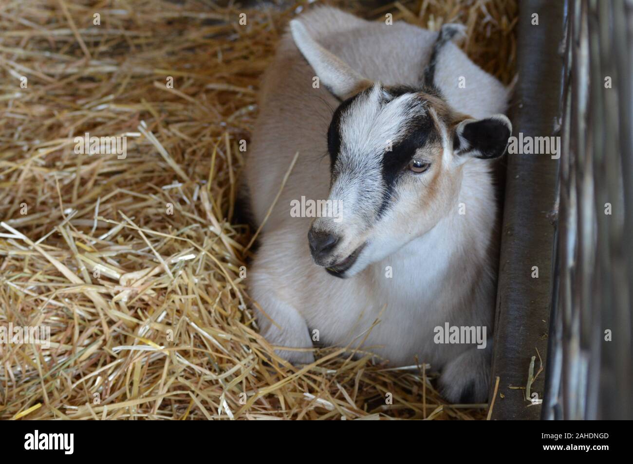 Goats at the farm Stock Photo - Alamy
