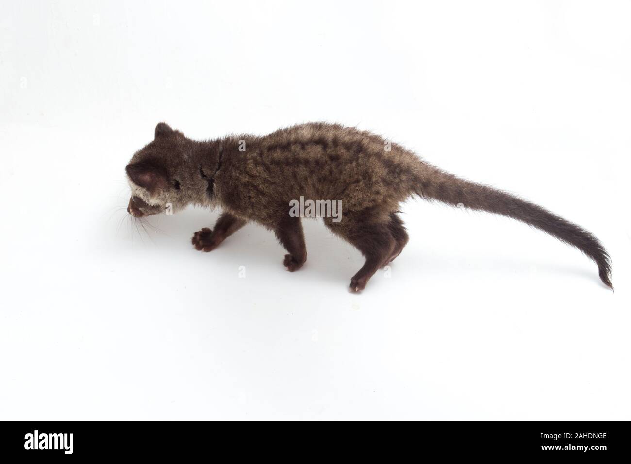 Common Palm Civet Baby