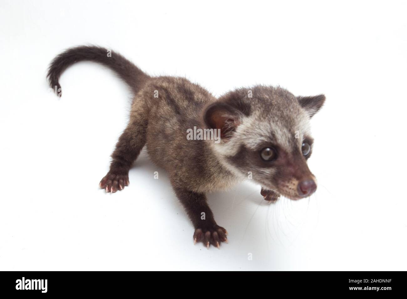 The Baby Asian palm civet or luwak (Paradoxurus hermaphroditus) is a ...