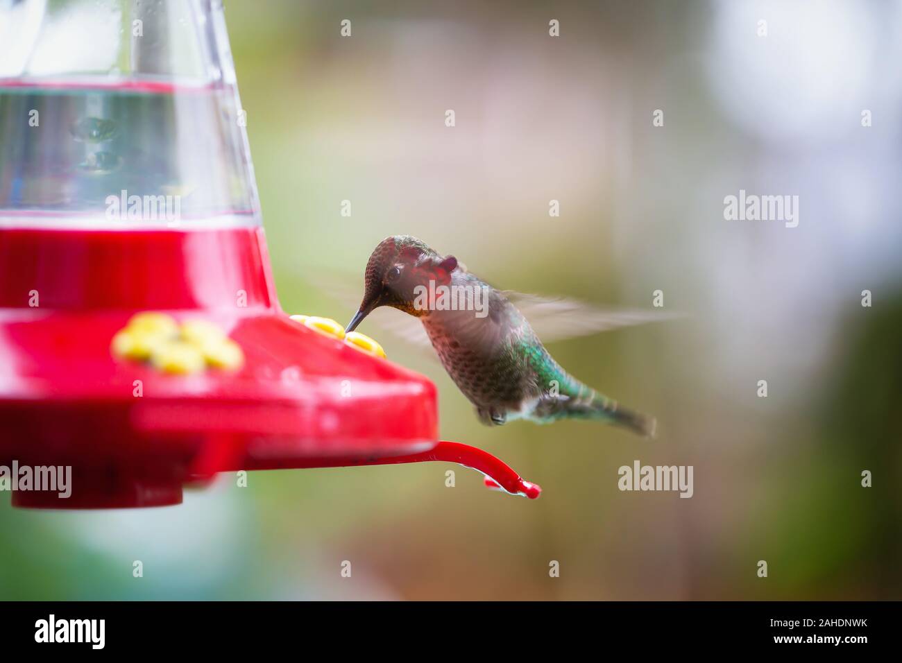 Colibri in fly hi-res stock photography and images - Alamy