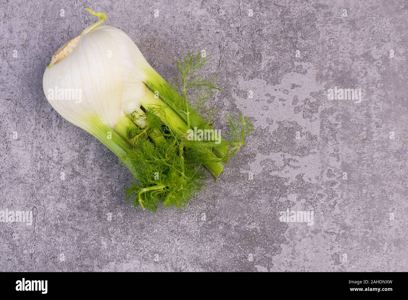 Fresh fennel on a grey textured bakcground, empty copy space Stock ...