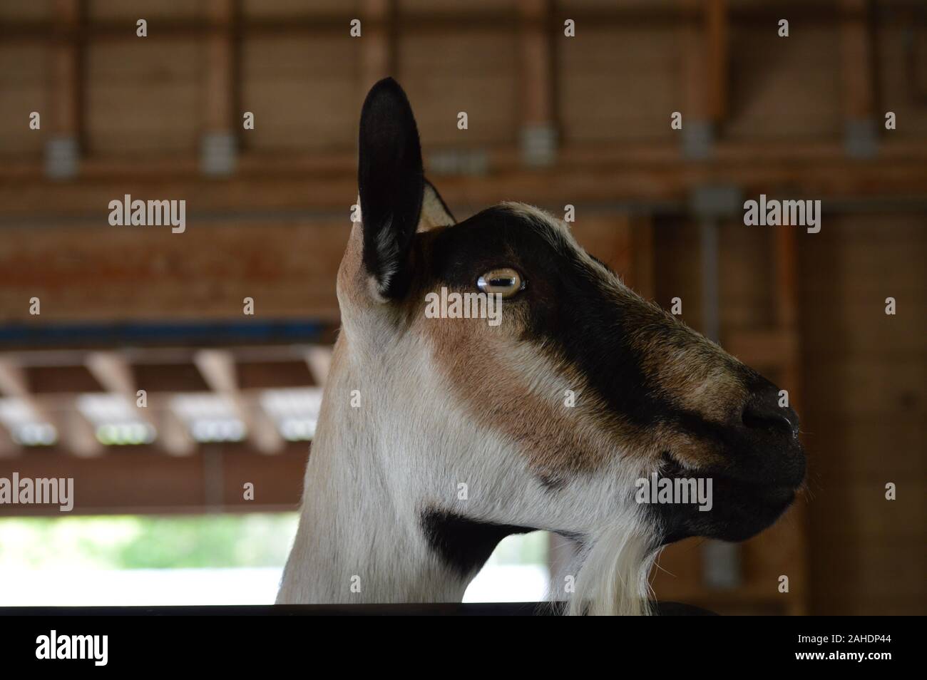 Adorable goats hi-res stock photography and images - Alamy