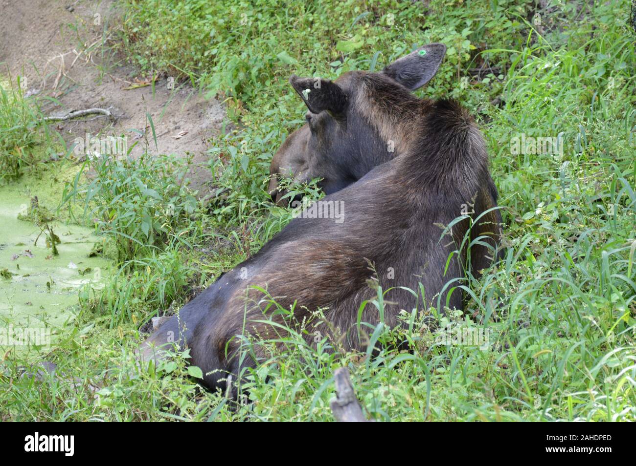 Moose laying in the grass Stock Photo - Alamy